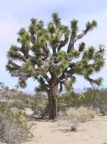 Joshua Tree National Park, A Plant Lovers Paradise | High Plains Gardening