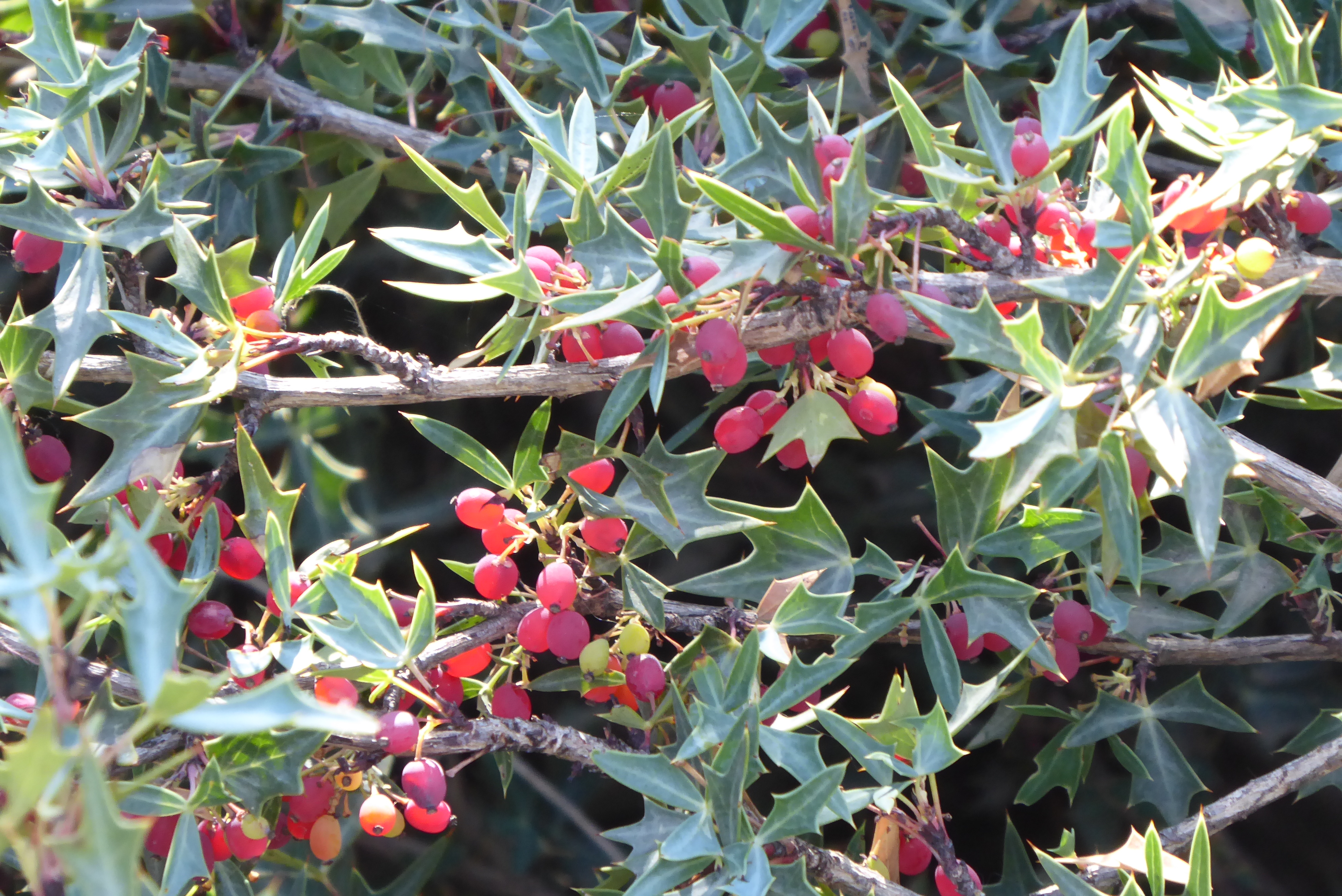 Berberis trifoliata | High Plains Gardening