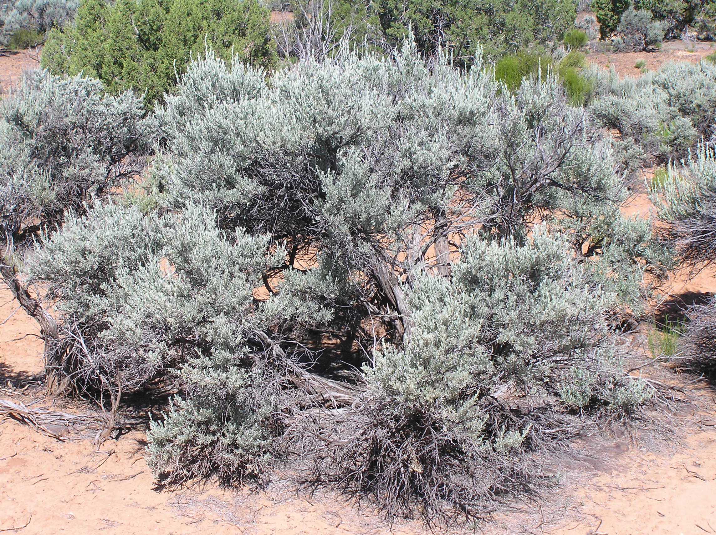 Artemisia tridentata | High Plains Gardening