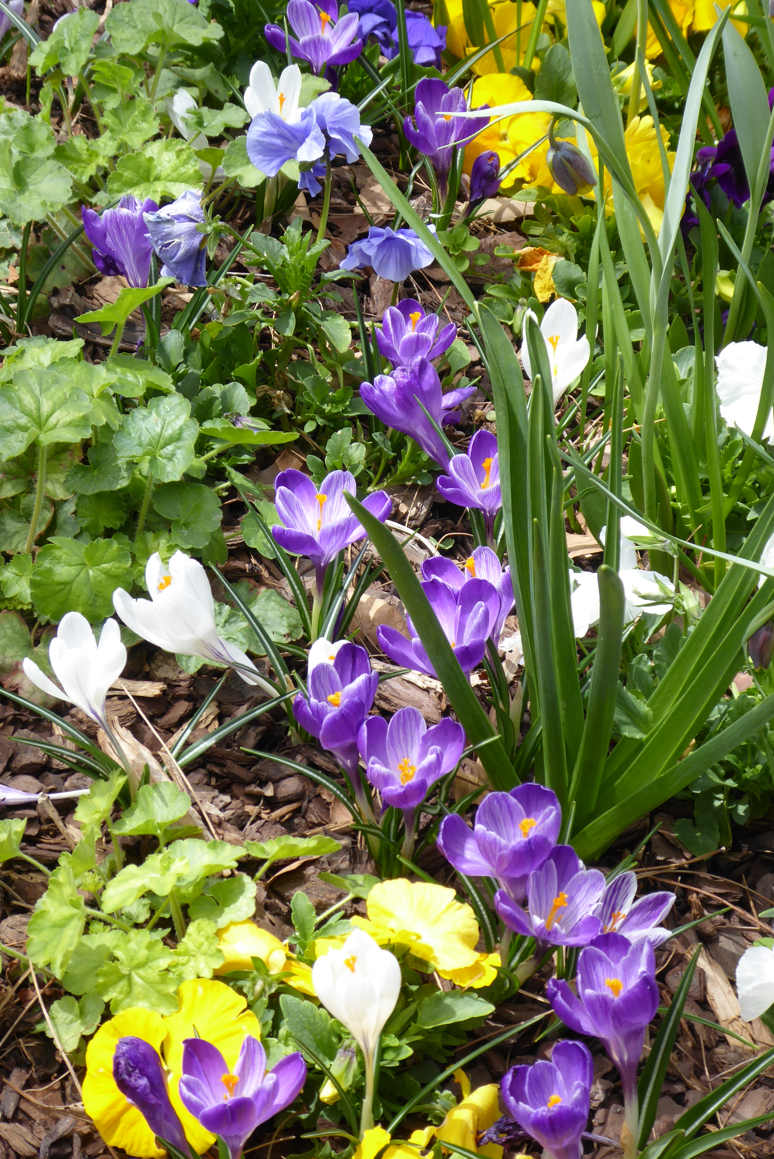Crocus | High Plains Gardening