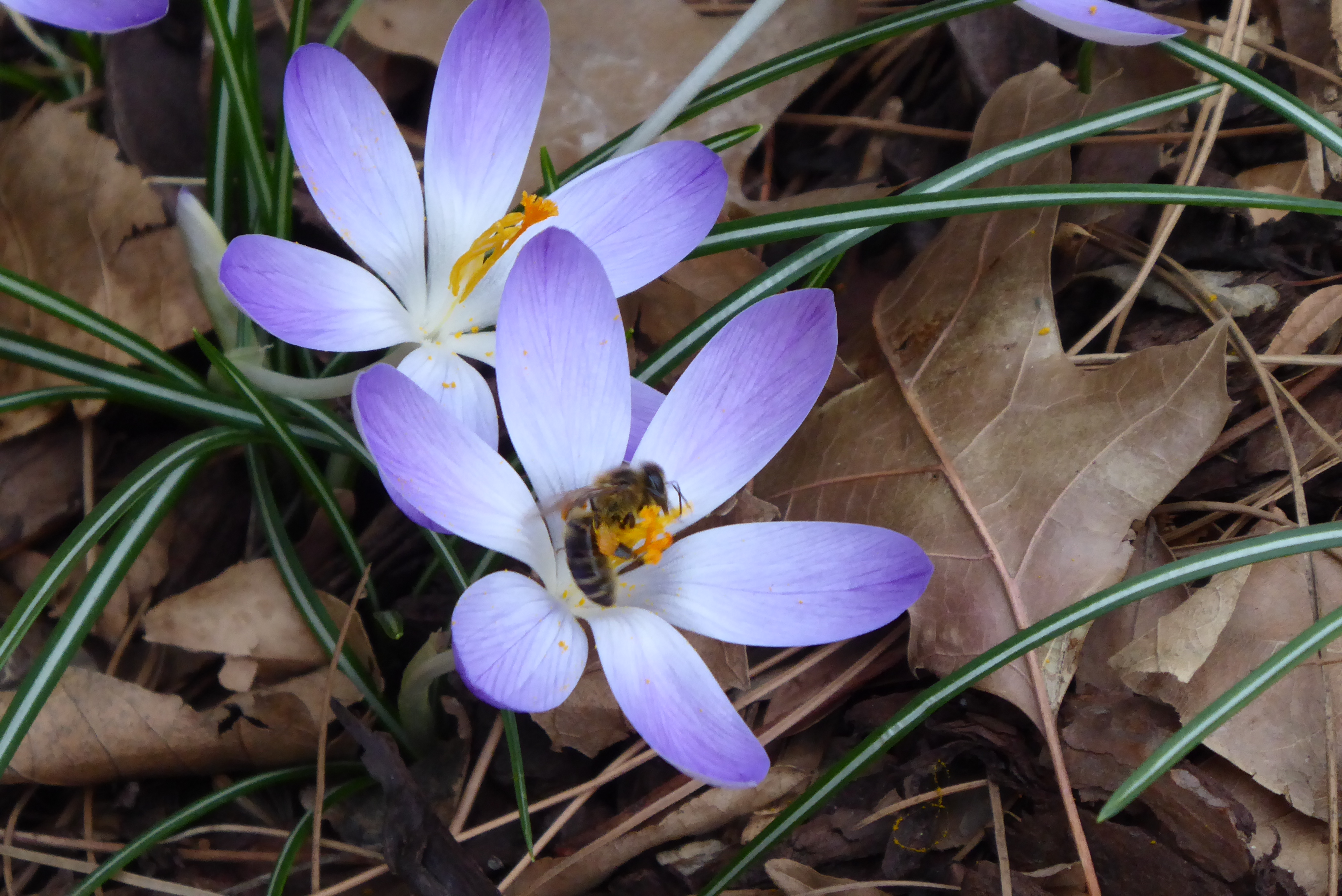 Crocus | High Plains Gardening