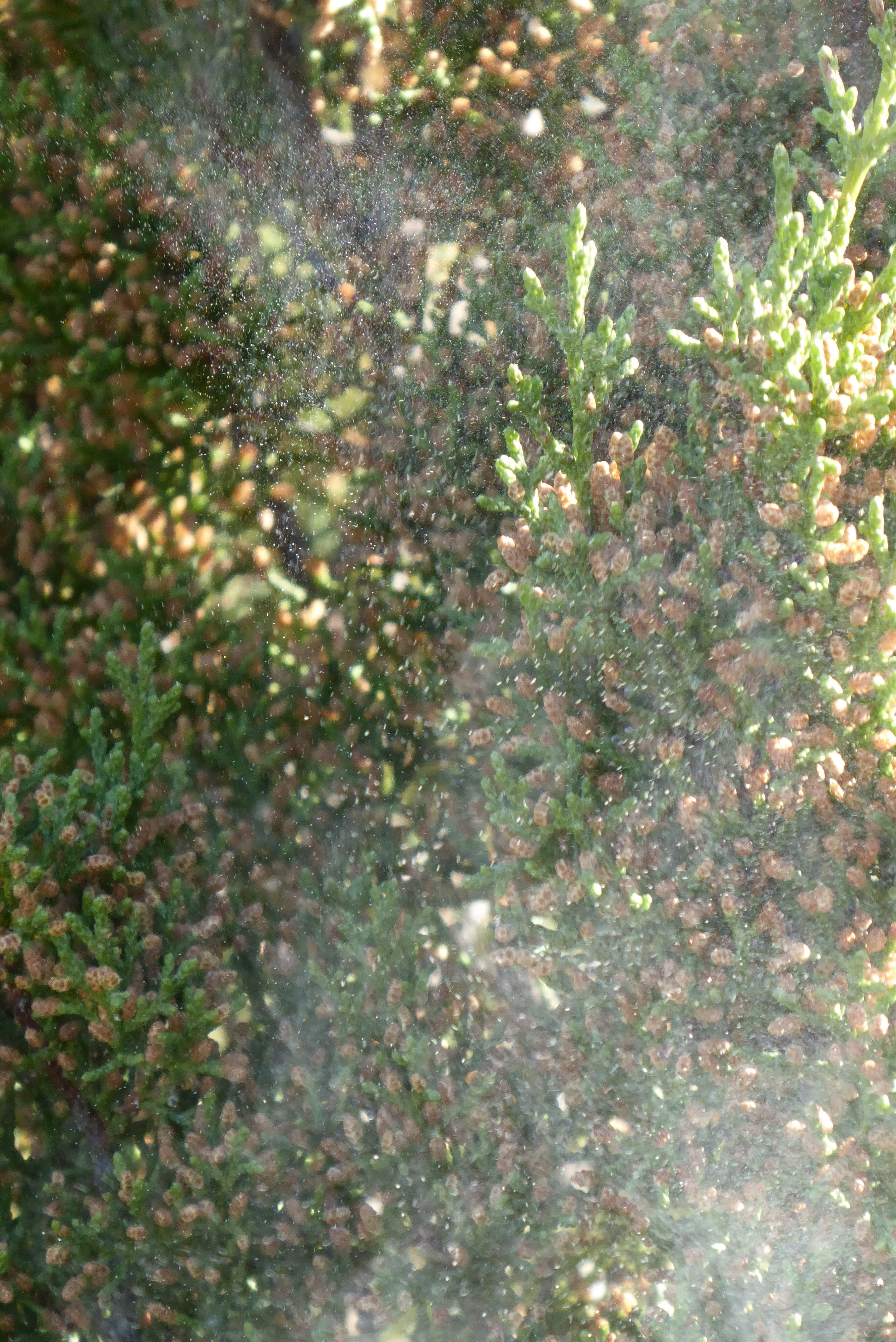 Juniperus monosperma | High Plains Gardening