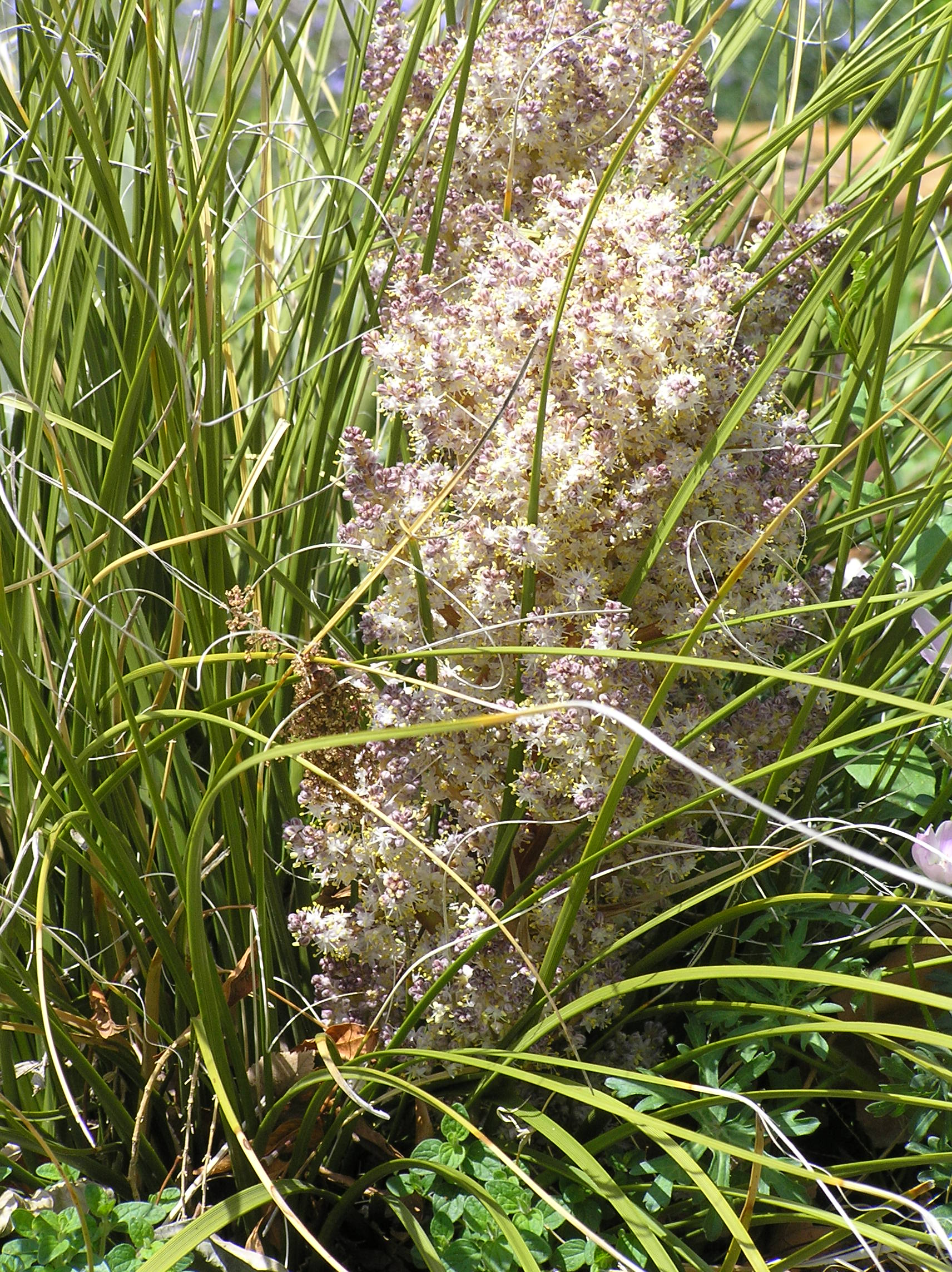 Texas Sacahuista | High Plains Gardening