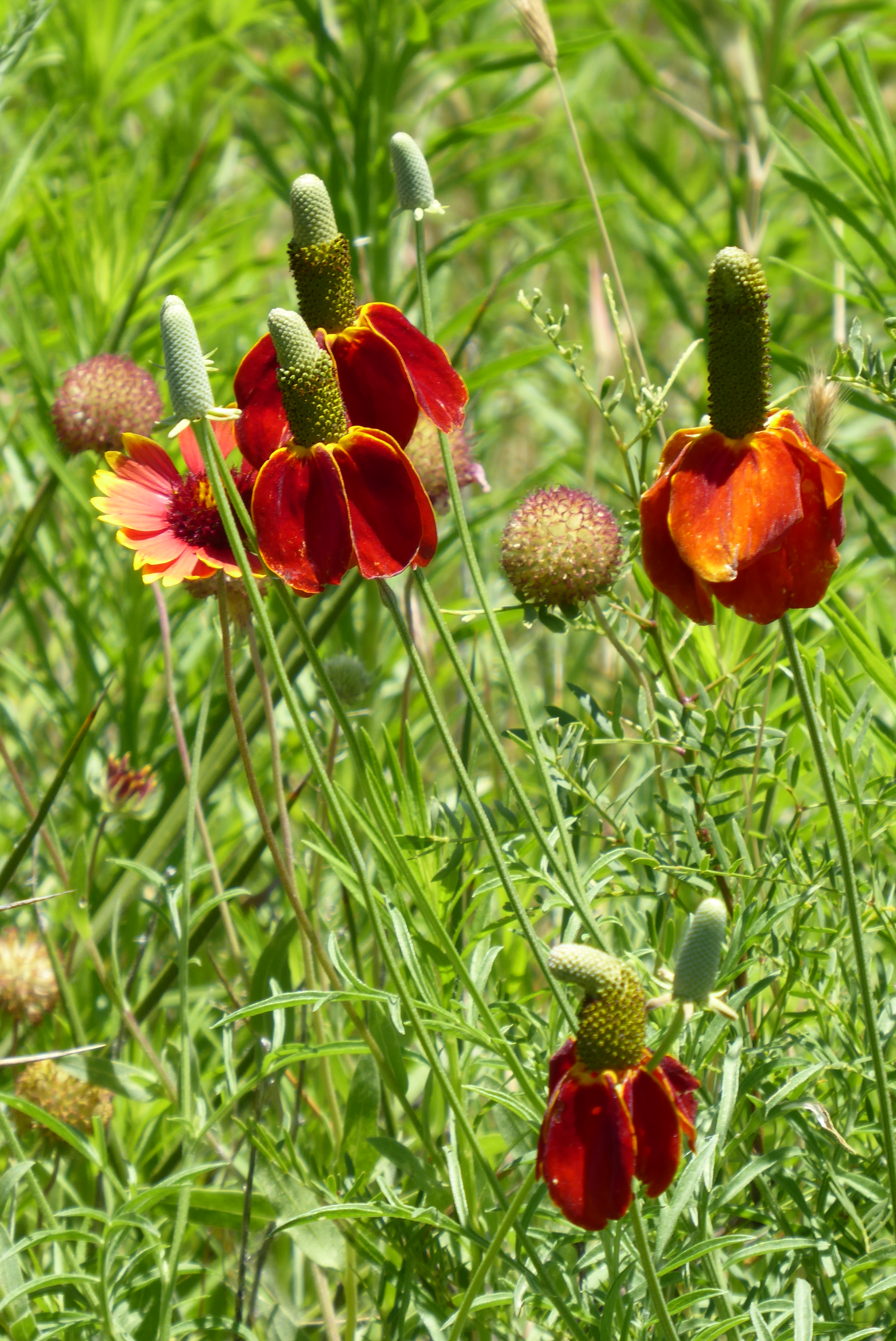 Ratibida columnifera | High Plains Gardening