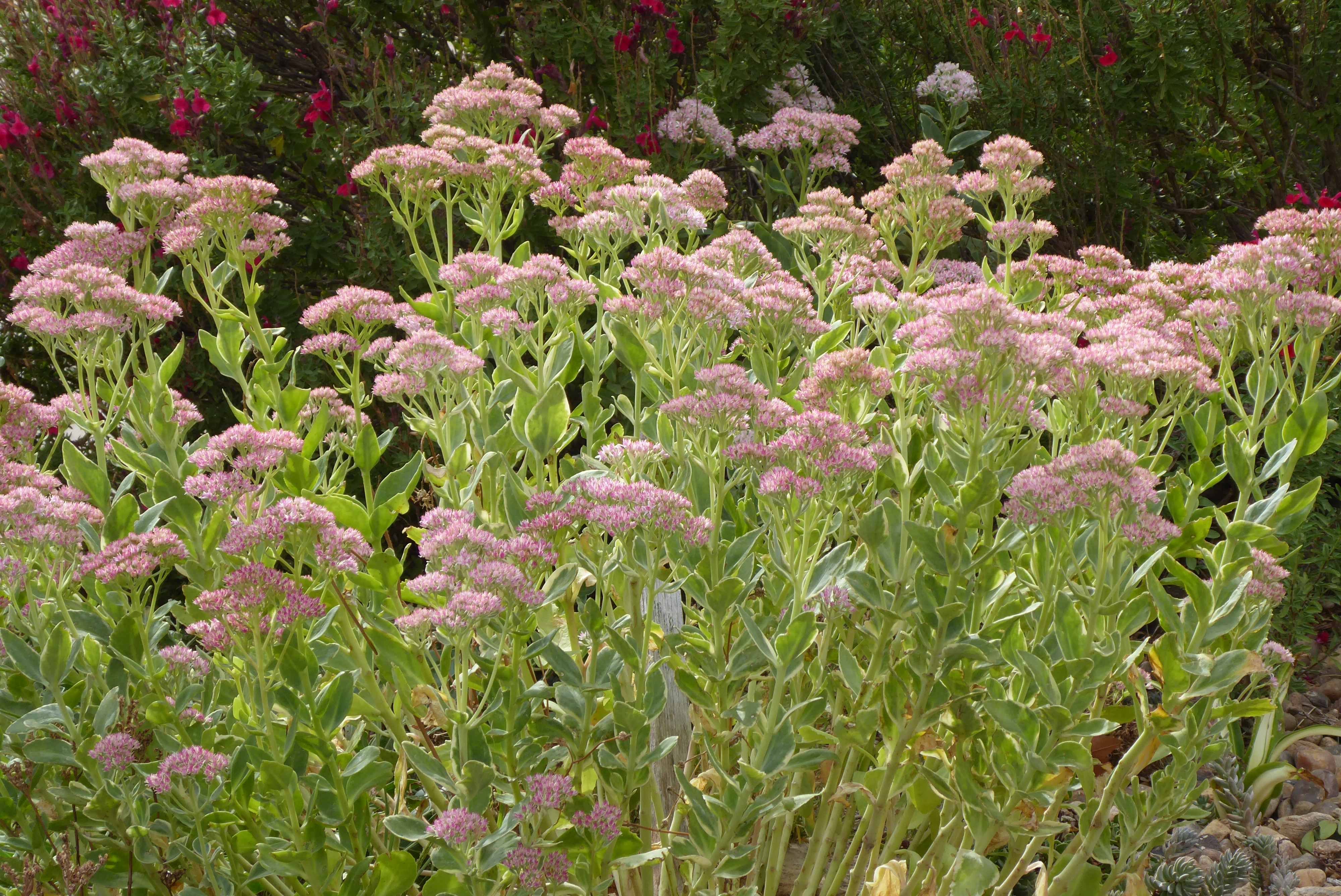 Sedum erythrostictum 'Frosty Morn' | High Plains Gardening
