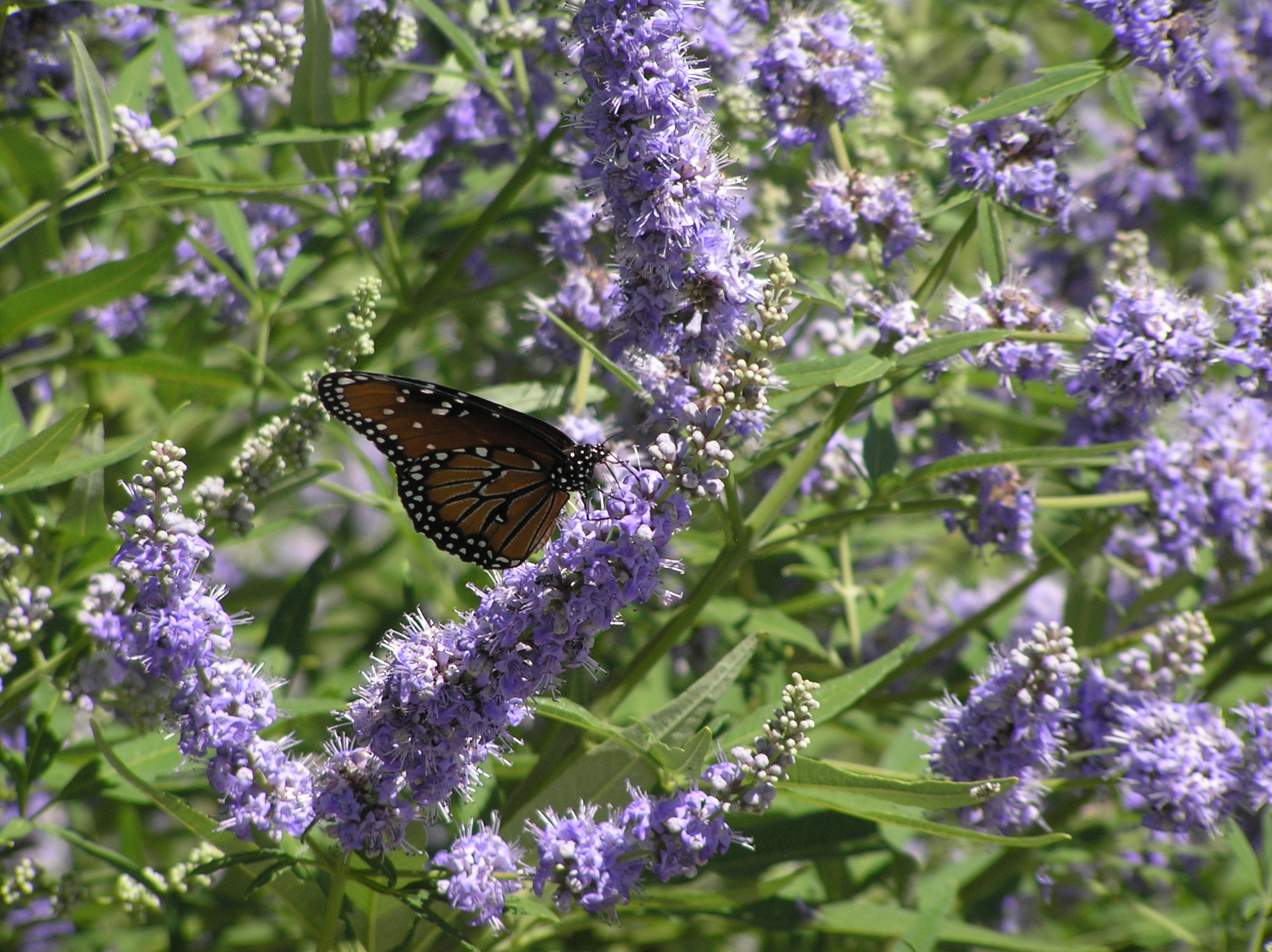 Vitex agnus-castus | High Plains Gardening