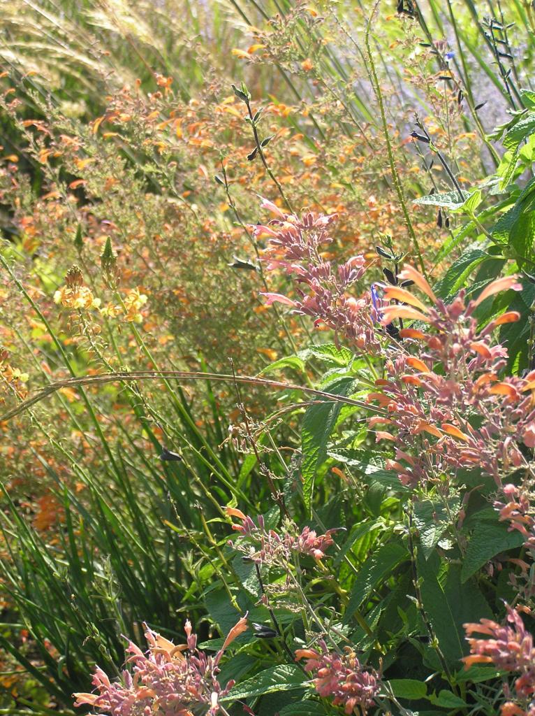 Agastache | High Plains Gardening