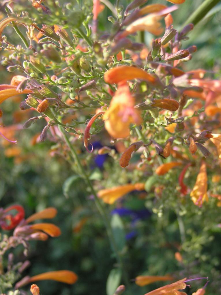 Agastache | High Plains Gardening