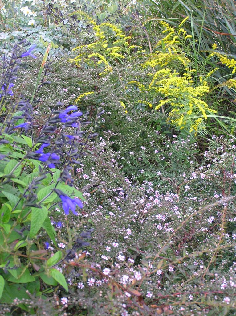 Aster lateriflorus 'Lady in Black' | High Plains Gardening