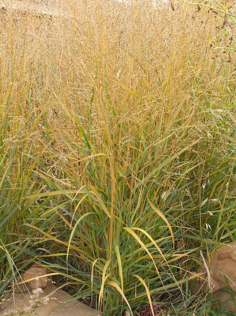 Panicum virgatum | High Plains Gardening