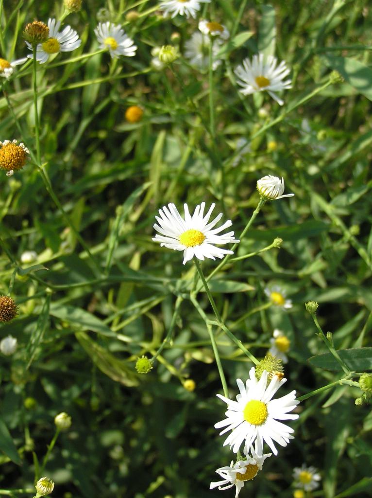 Boltonia asteroides | High Plains Gardening