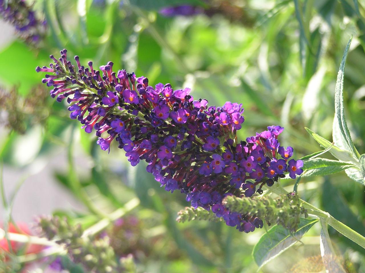 Buddleia davidii 'Black Knight' | High Plains Gardening