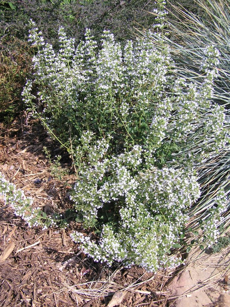 Calamintha nepeta | High Plains Gardening
