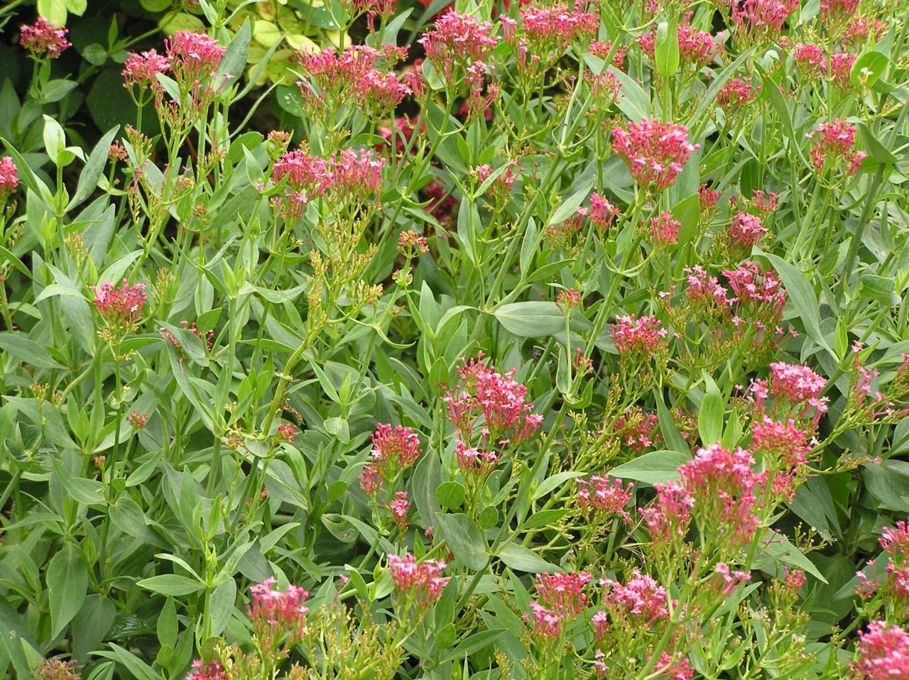 Centranthus ruber | High Plains Gardening