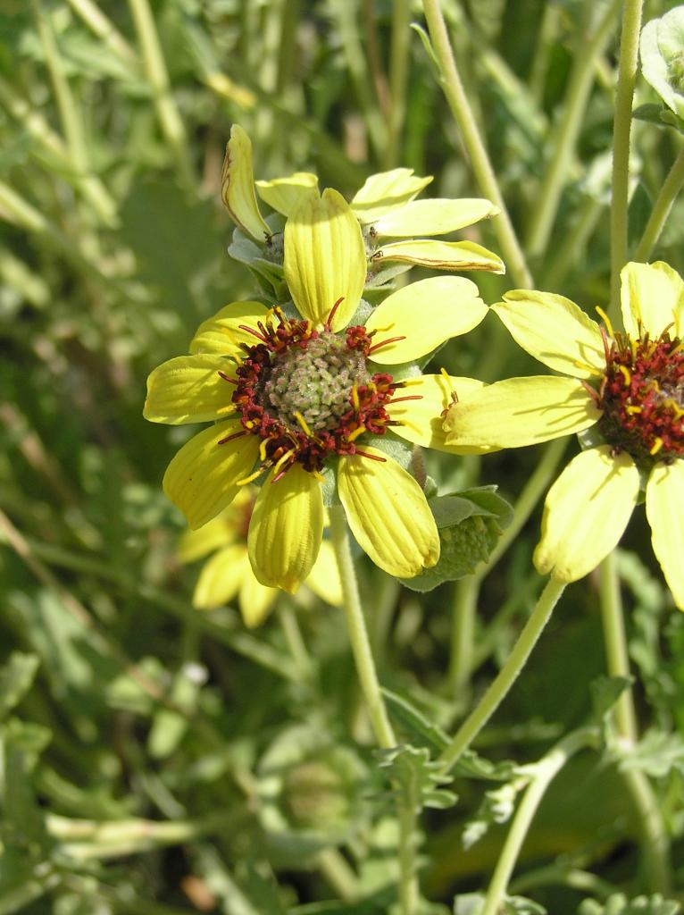 Berlandiera lyrata | High Plains Gardening