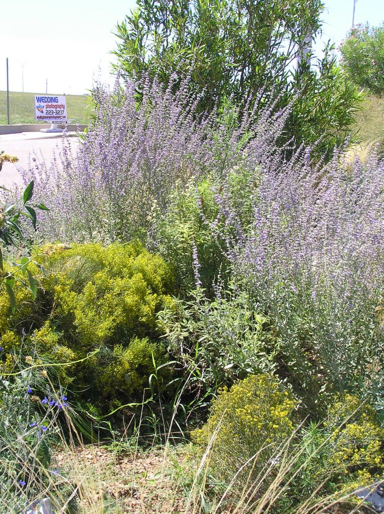 Chrysothamnus nauseosus var nauseosus | High Plains Gardening