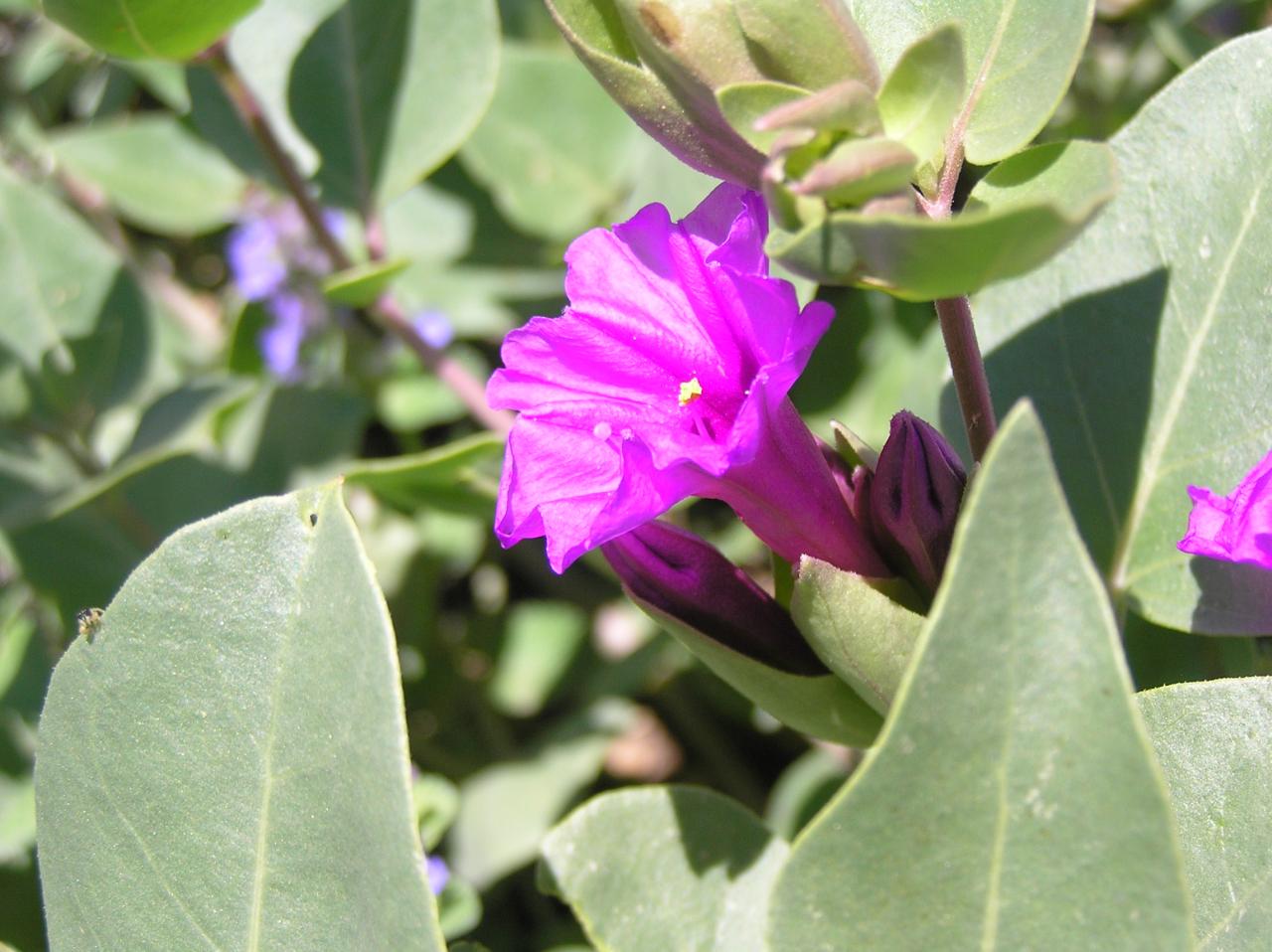 Mirabilia multiflora | High Plains Gardening