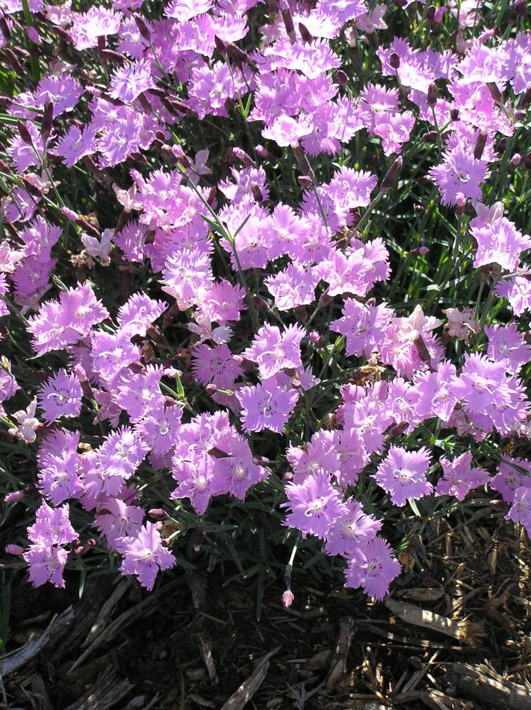 Dianthus gratianopolitanus 'Bath's Pink' | High Plains Gardening