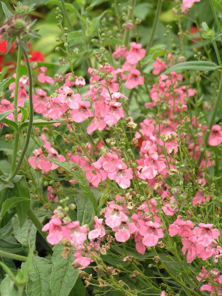 Diascia integerrima 'Coral Canyon' | High Plains Gardening