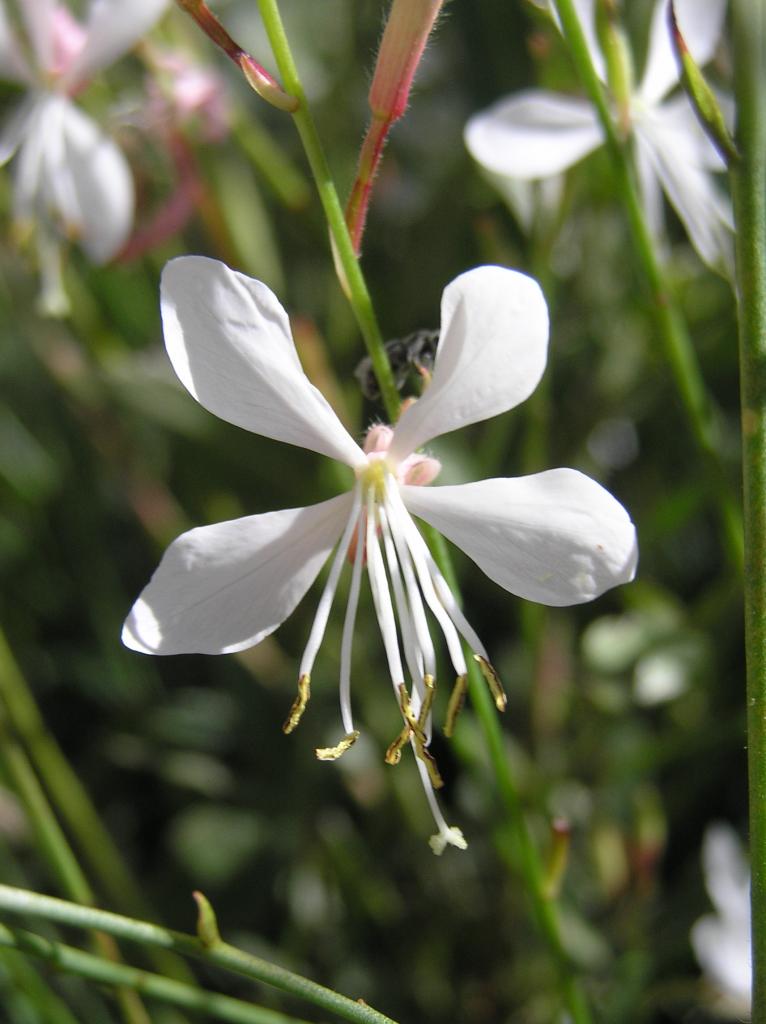Gaura lindheimeri 'Whirling Butterflies' | High Plains Gardening