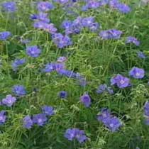 Geranium 'Johnson's Blue' | High Plains Gardening