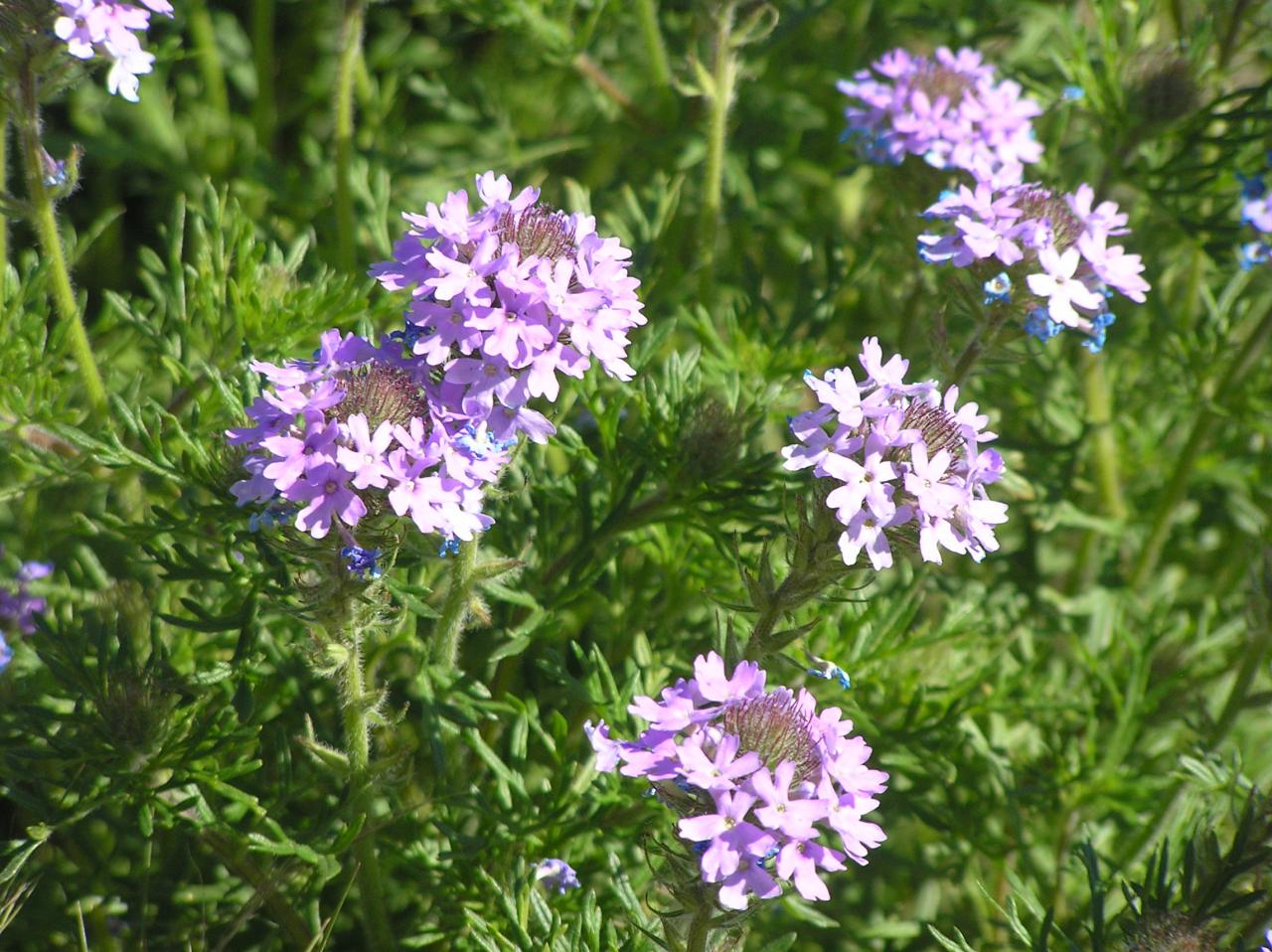 Glandularia (Verbena) bipinnatifida | High Plains Gardening