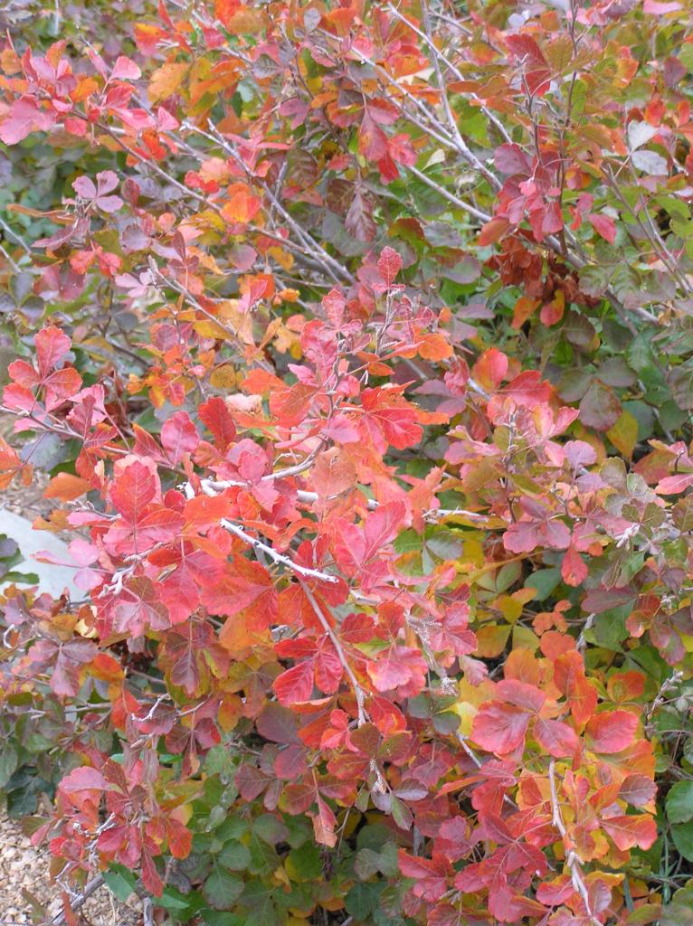 Rhus aromatica 'Low Gro' | High Plains Gardening