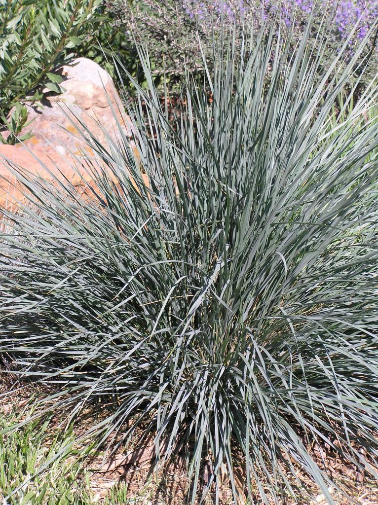 Helictotrichon sempervirens | High Plains Gardening