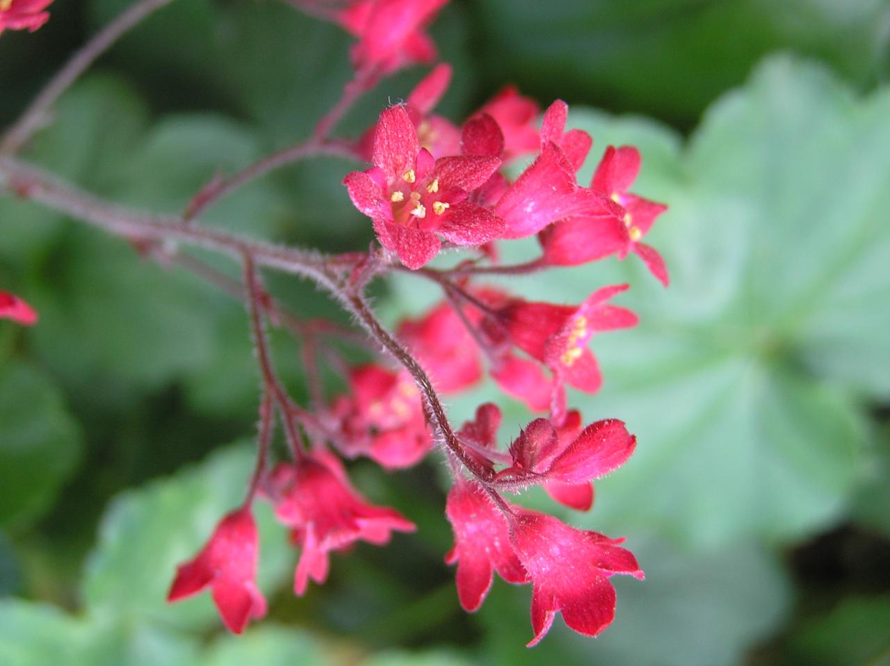 Heuchera, Hybrid Cultivars | High Plains Gardening