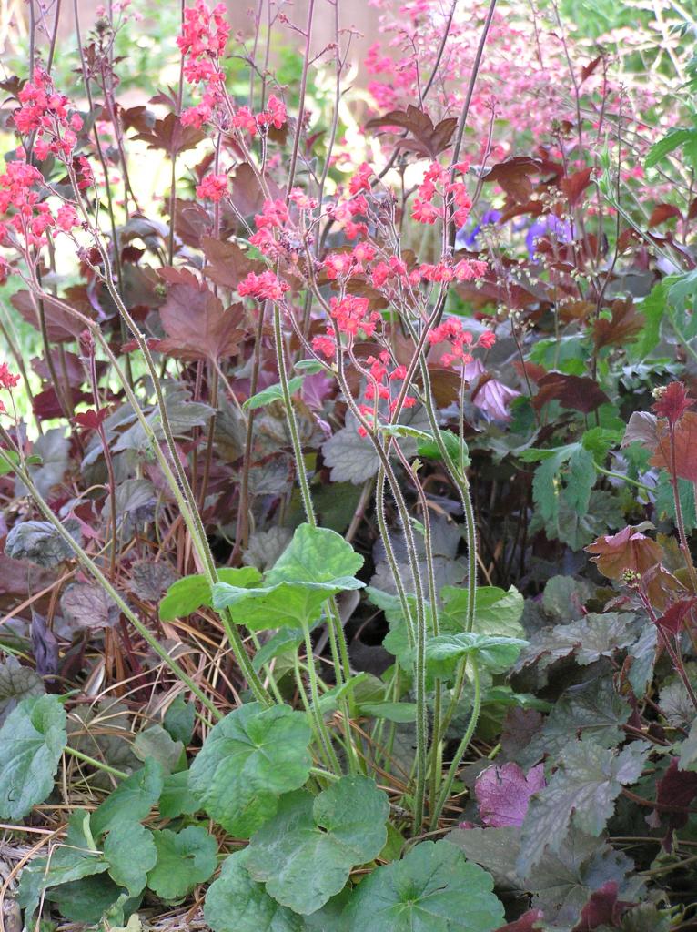Heuchera Sanguinea Bressingham Hybrids