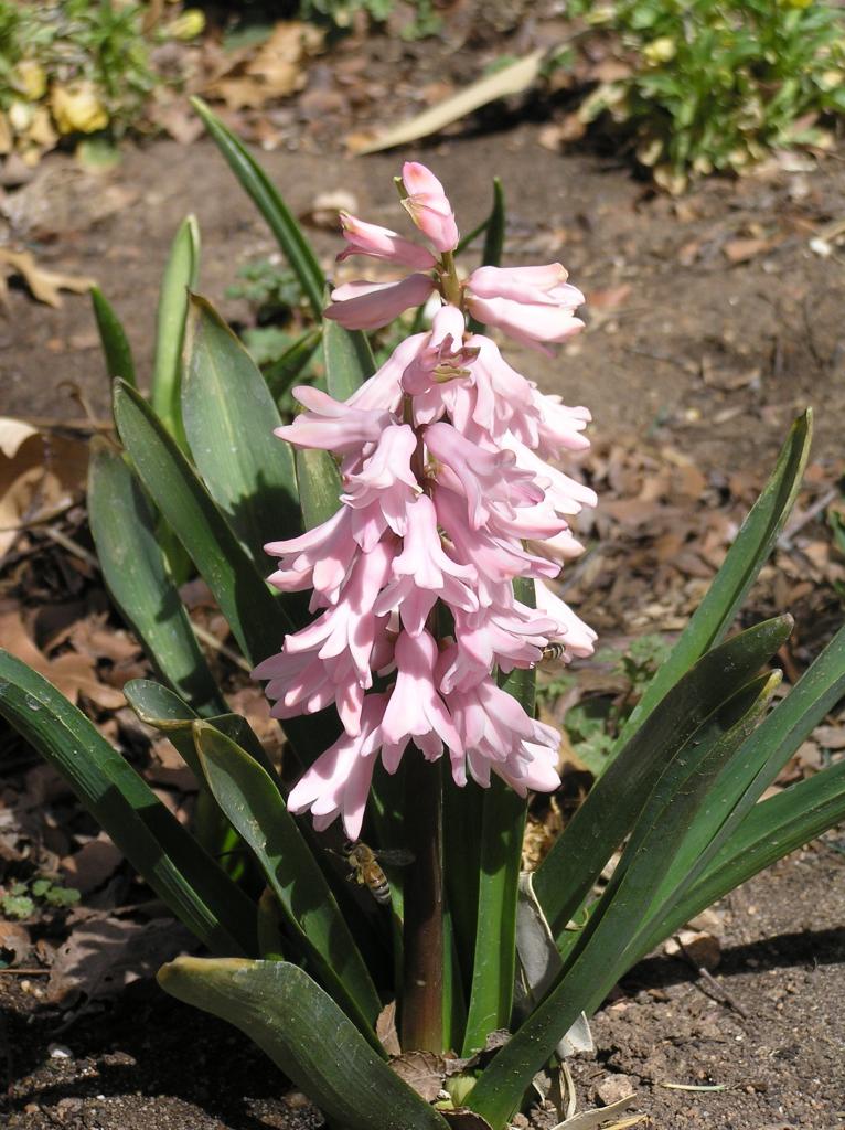 Hyacinth | High Plains Gardening