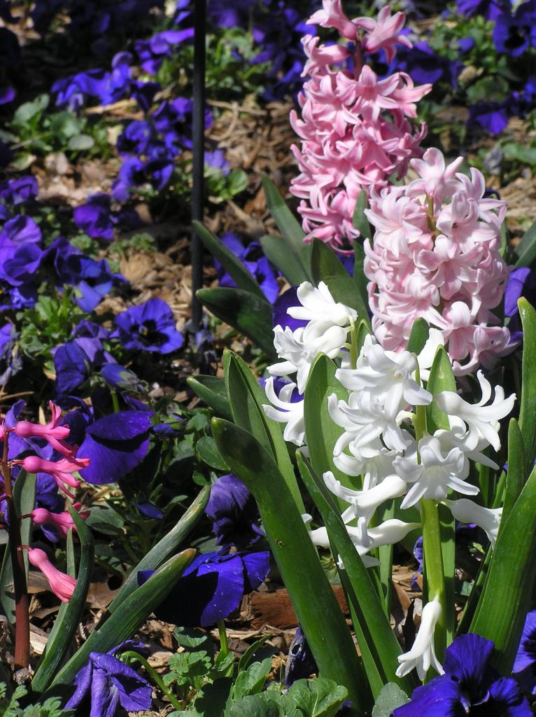 Hyacinth | High Plains Gardening