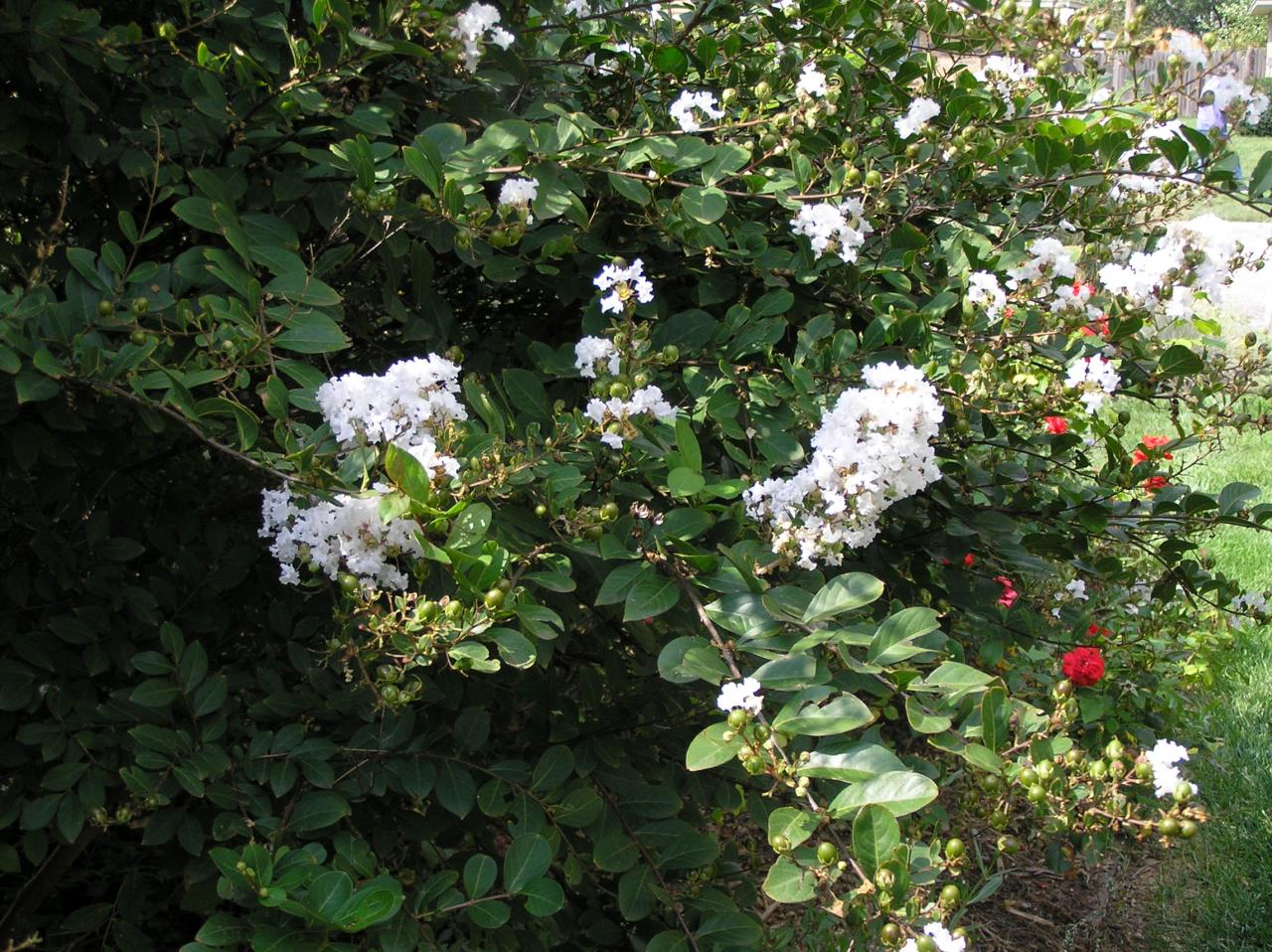 Lagerstroemia indica | High Plains Gardening