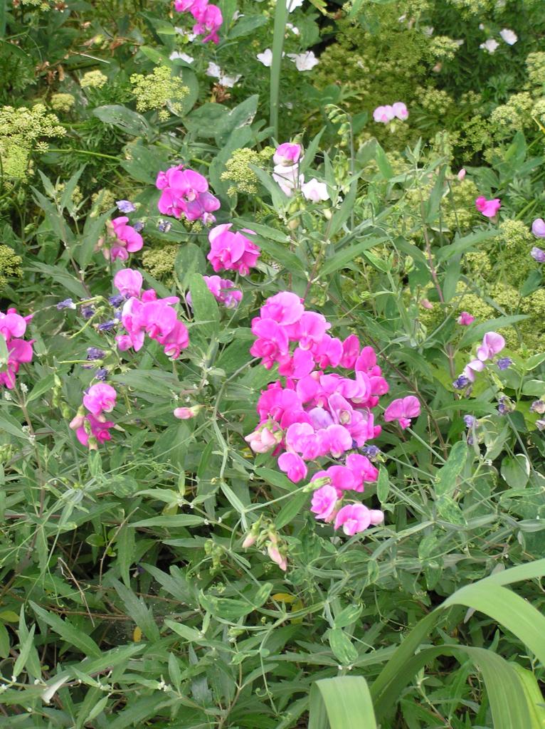 Lathyrus odoratus | High Plains Gardening