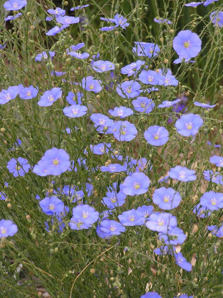 Linum lewisii var. lewisii | High Plains Gardening