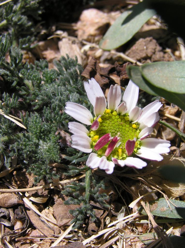 Mat Daisy, Atlas Daisy | High Plains Gardening