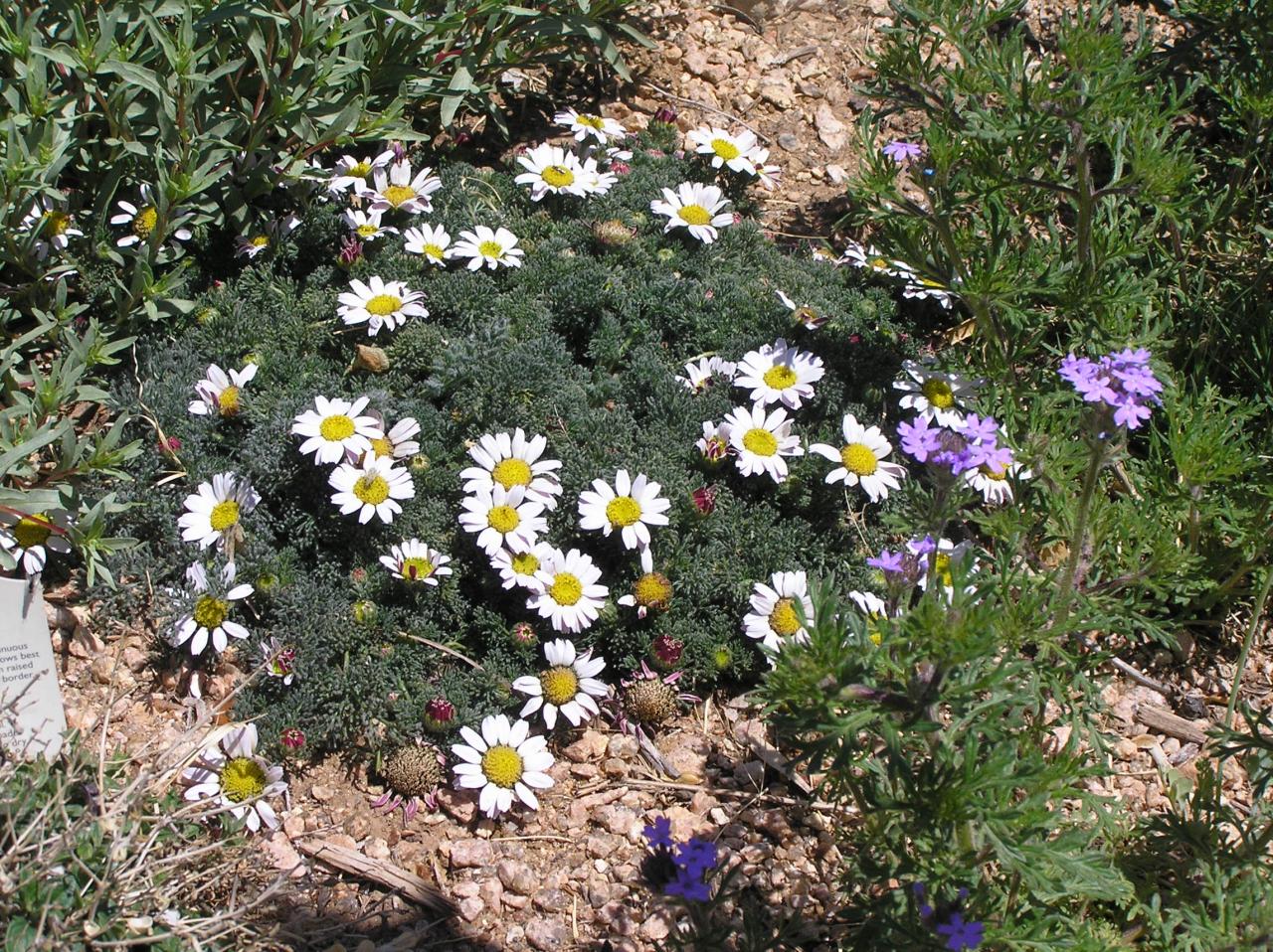 Mat Daisy, Atlas Daisy | High Plains Gardening
