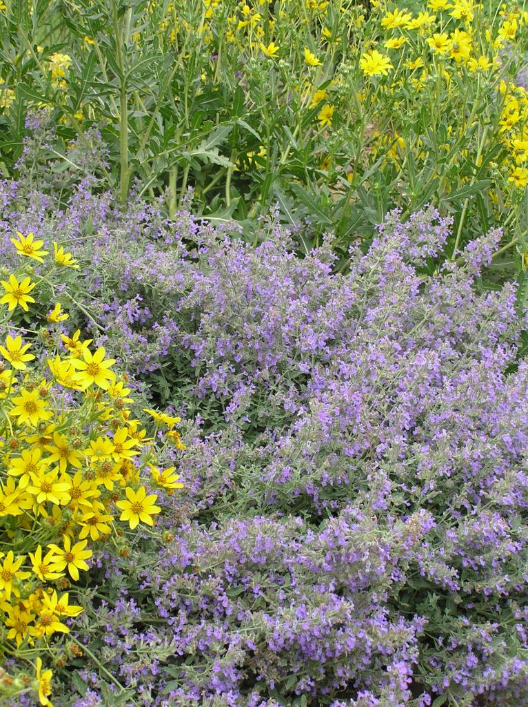 Nepeta x faassenii 'Select Blue' | High Plains Gardening
