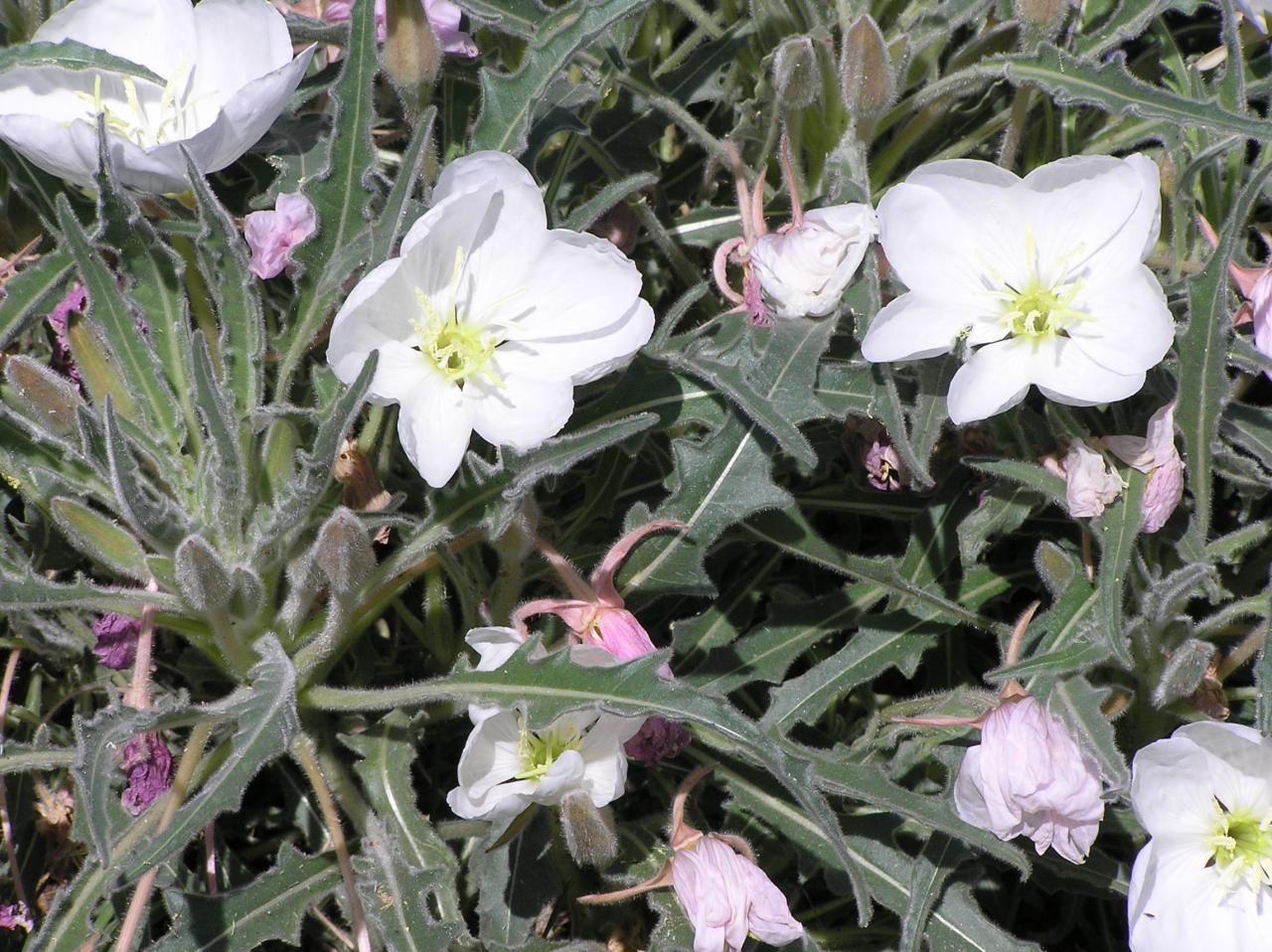Oenothera caespitosa | High Plains Gardening