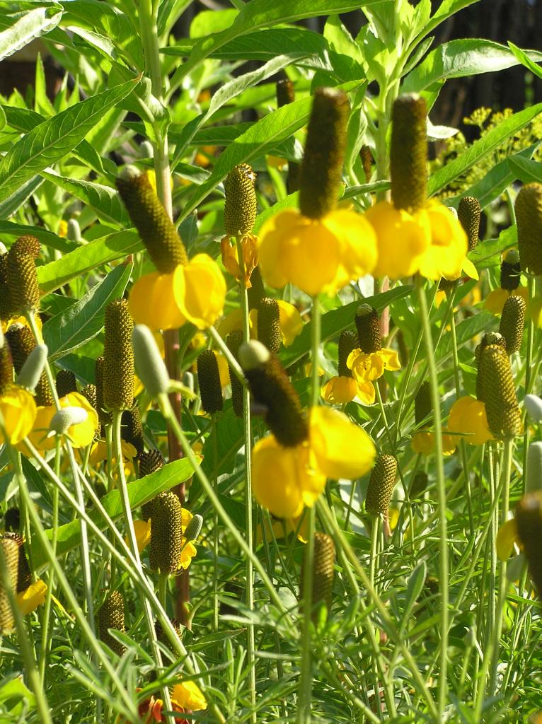 Ratibida columnifera | High Plains Gardening