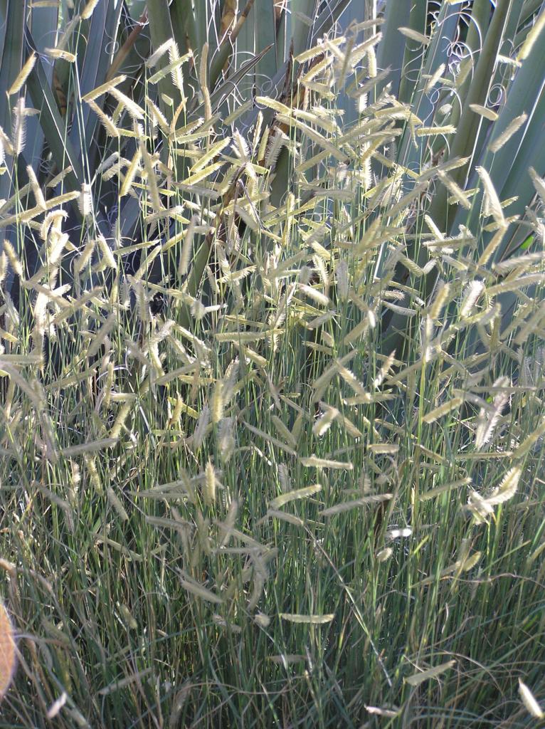 Bouteloua gracilis | High Plains Gardening