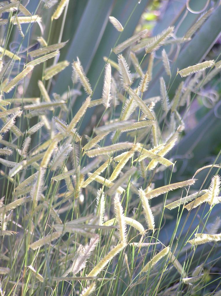 Bouteloua gracilis | High Plains Gardening