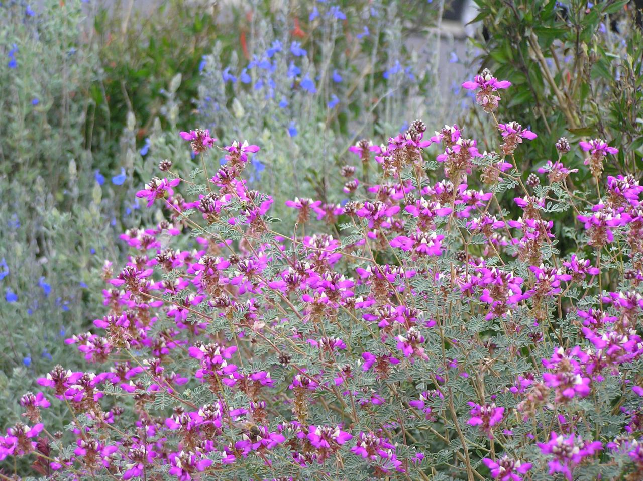 Dalea frutescens | High Plains Gardening