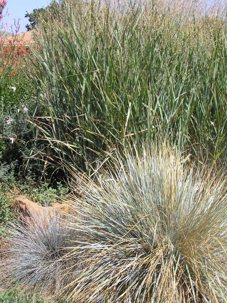Panicum virgatum | High Plains Gardening