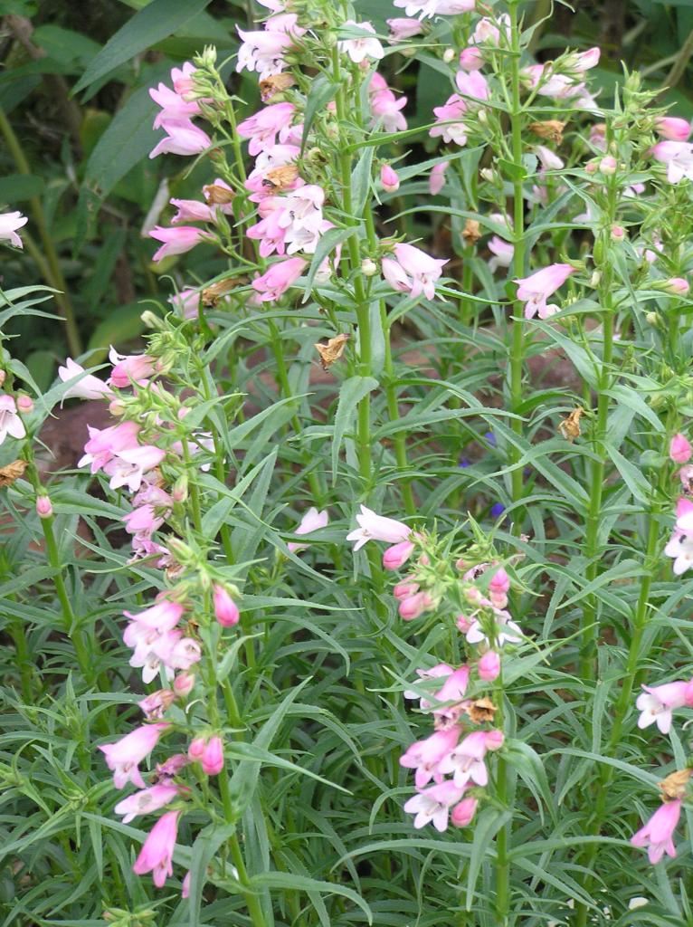Penstemon x mexicali 'Red Rocks' | High Plains Gardening