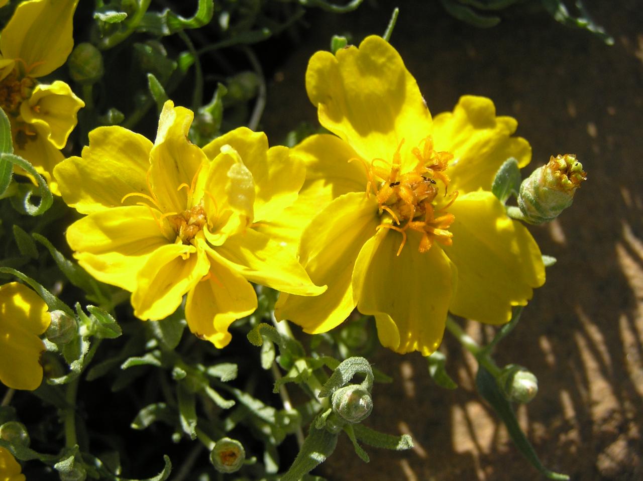 Zinnia grandiflora | High Plains Gardening