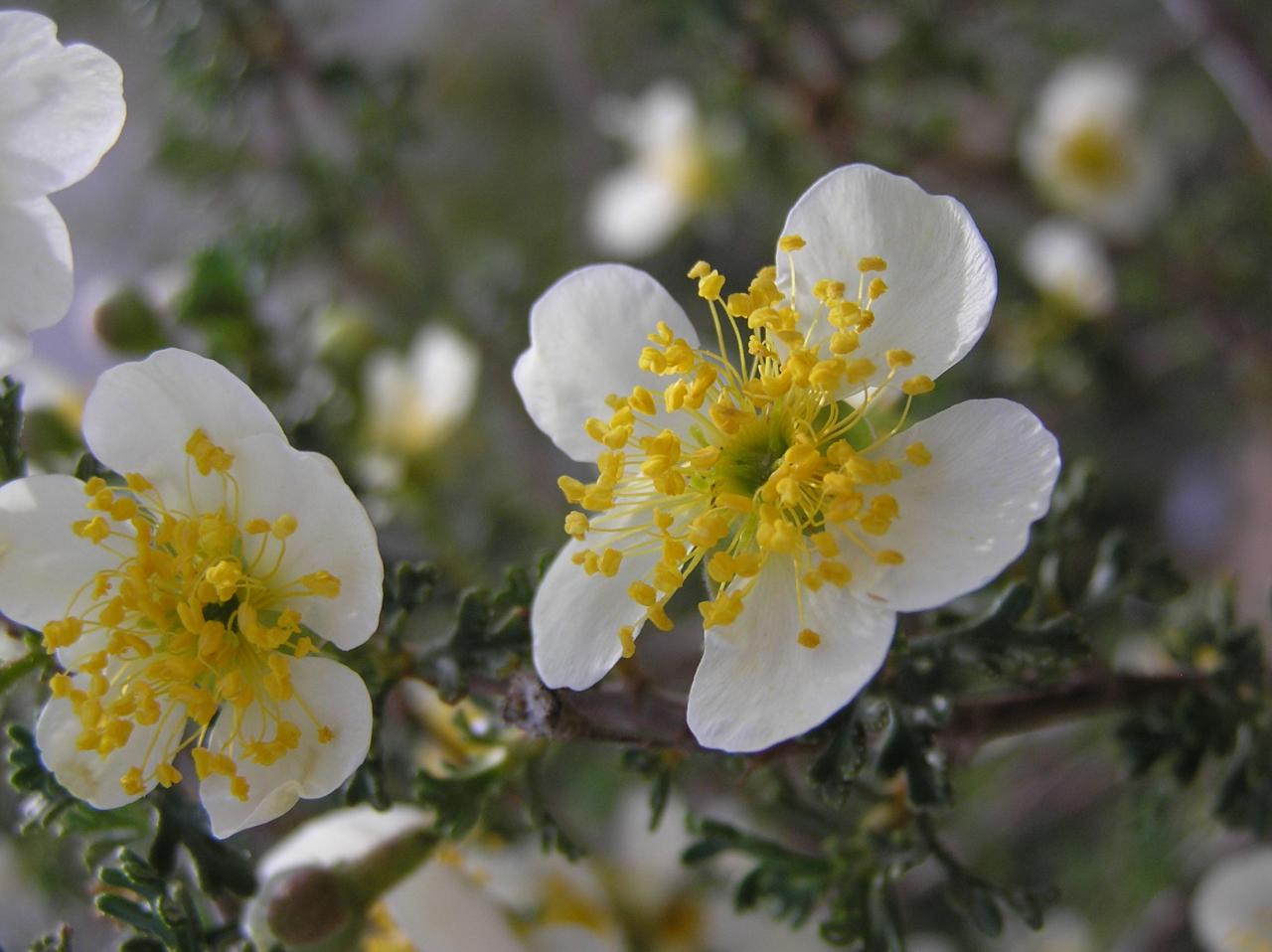 Purshia mexicana var stansburiana | High Plains Gardening