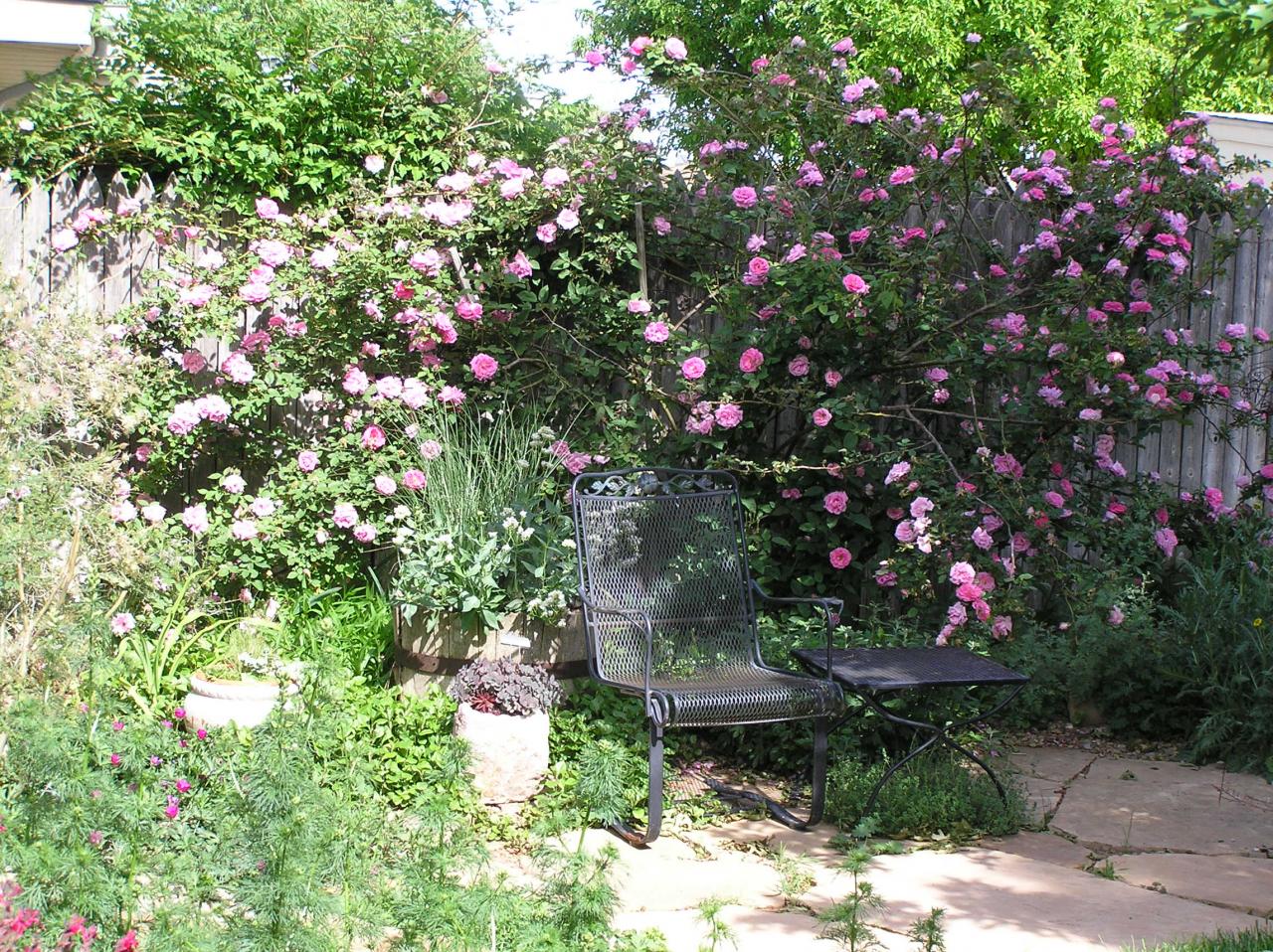 Rosa 'Zephirin Drouhin' | High Plains Gardening