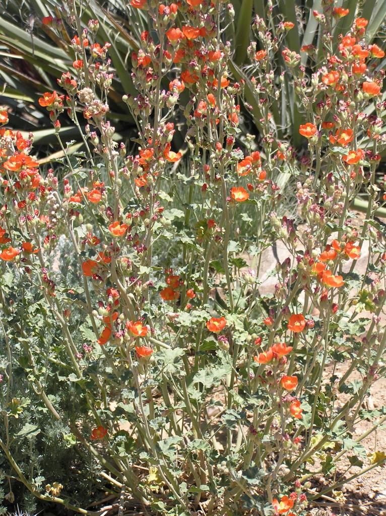 Sphaeralcea grossulariifolia | High Plains Gardening