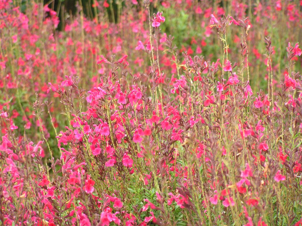 Salvia greggii 'Furman's Red' | High Plains Gardening
